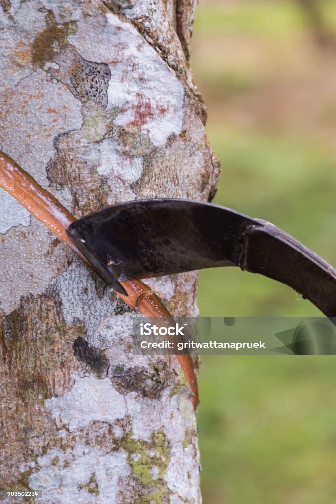 Harvesting Rubber Latex Stock Photo - Download Image Now - Agriculture ... Harvesting Rubber Latex Stock Photo - Download Image Now - Agriculture ...