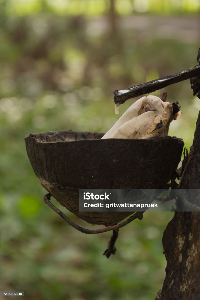 Harvesting Rubber Latex Stock Photo - Download Image Now - Agriculture ... Harvesting Rubber Latex Stock Photo - Download Image Now - Agriculture ...