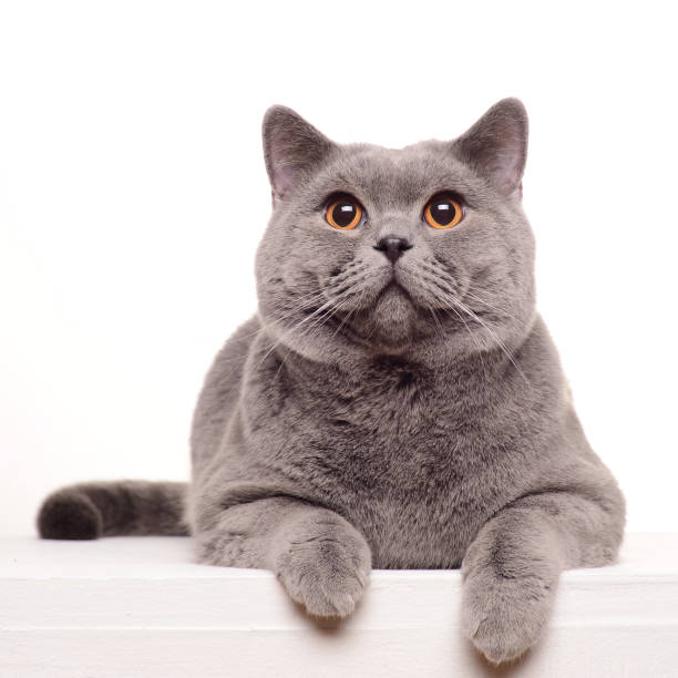 British Cat Pictures | Download Free Images on Unsplash