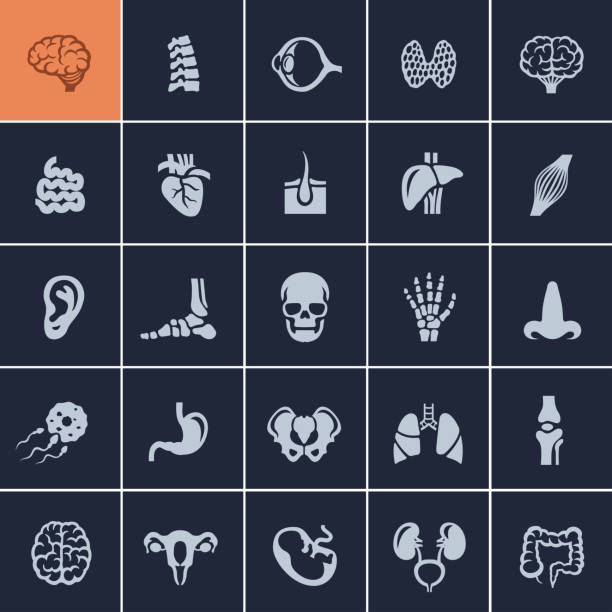 320 Enlarged Spleen Stock Illustrations Royalty Free Vector Graphics
