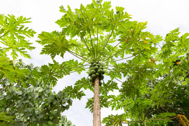 Papaya Tree Pictures | Download Free Images on Unsplash