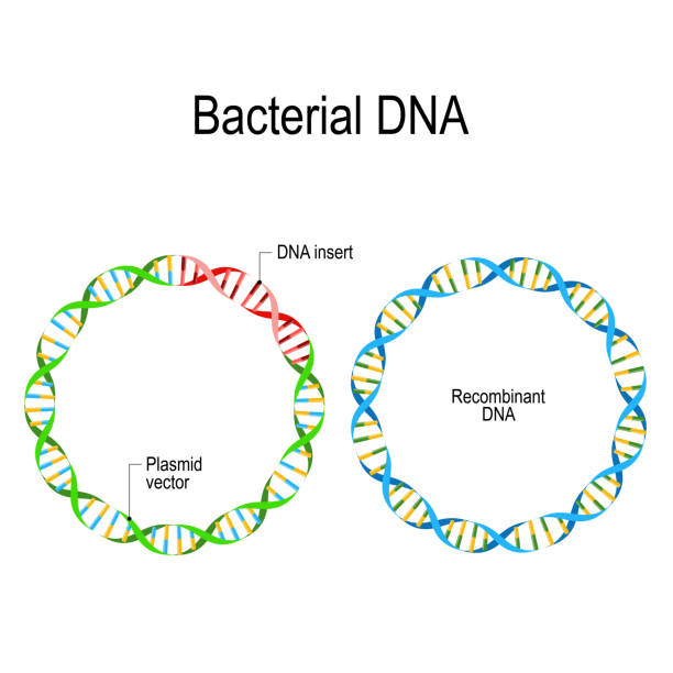 40 Recombinant Dna Stock Illustrations Royalty Free Vector Graphics