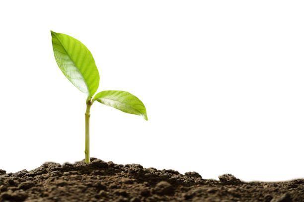 Seed Sprout Pictures | Download Free Images on Unsplash