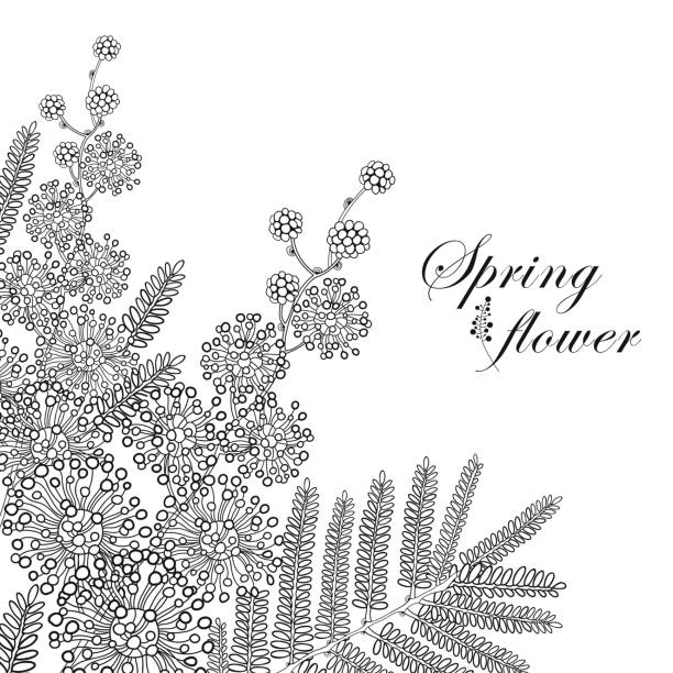 570 Mimosa Fond Blanc Stock Illustrations Graphiques Vectoriels Libre