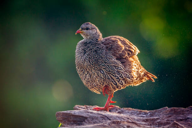 Free picture: pheasant, desert