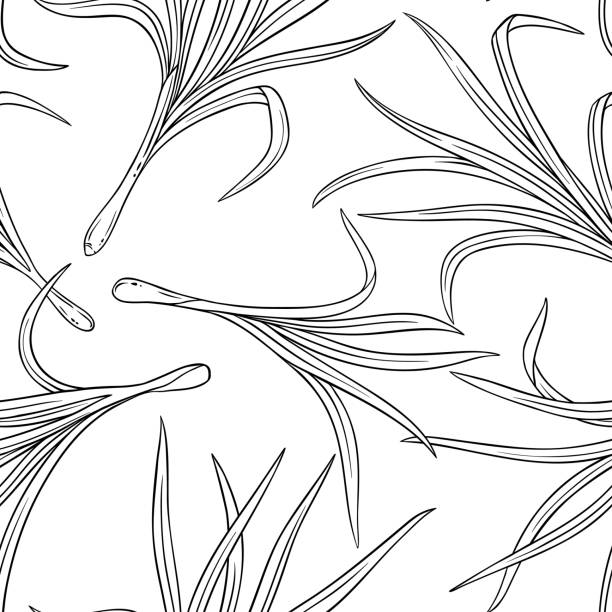 980 Fresh Lemongrass Stock Illustrations Royalty Free Vector Graphics And Clip Art Istock