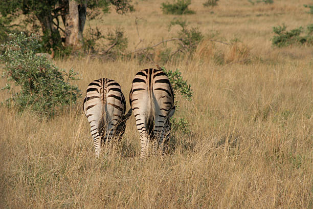 240+ Two Zebras Grazing Stock Photos, Pictures & Royalty-Free Images ... 240+ Two Zebras Grazing Stock Photos, Pictures & Royalty-Free Images ...