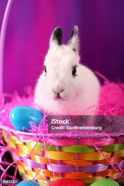 부활제 토끼 0명에 대한 스톡 사진 및 기타 이미지 0명 공휴일 귀여운 Istock
