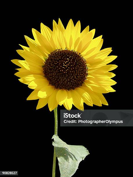 해바라기 흰색 바탕에 블랙 0명에 대한 스톡 사진 및 기타 이미지 0명 검은색 꽃 나무 Istock
