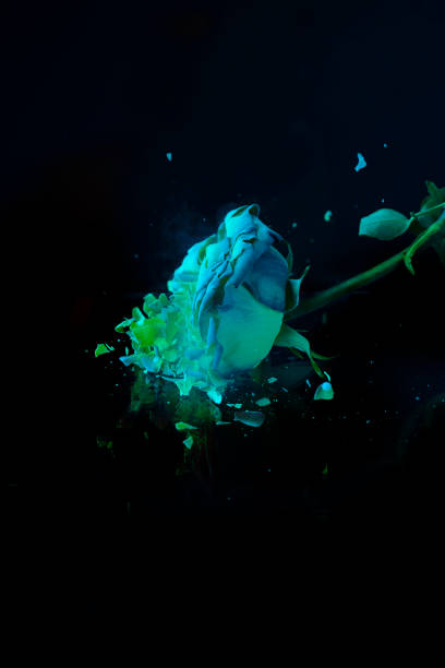 Broken Flower Pictures | Download Free Images on Unsplash