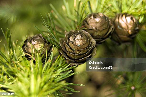 파인에서 안전구역 표시 콘 분기 0명에 대한 스톡 사진 및 기타 이미지 0명 가을 겨울 Istock