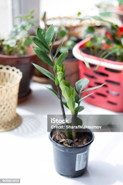 Zamioculcas Zamiifolia Tanaman Rumah Hijau Alias Pohon Dolar Foto Stok