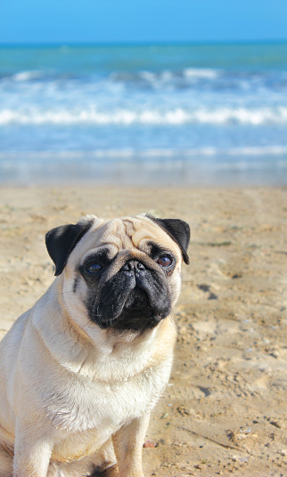Pug 개 해변에 그의 뒷 다리에 앉아 젊은 순종 그리고 거리에 보인다 하늘과 바다의 배경을 흐리게 갈색에 대한 스톡 사진 및
