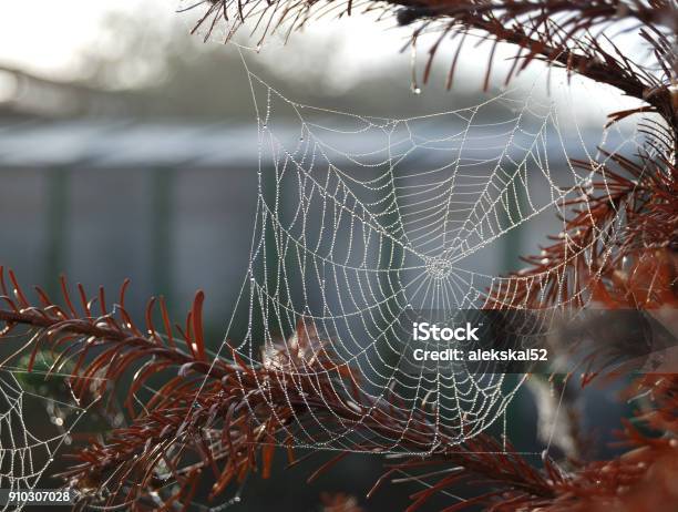 Dew 따라 족두리 웹 0명에 대한 스톡 사진 및 기타 이미지 0명 9월 거미 Istock