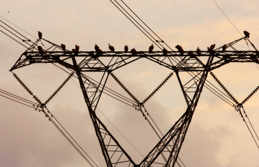 Vultures 전기 Pylon 두 대머리수리에 대한 스톡 사진 및 기타 이미지 대머리수리 선 0명 Istock
