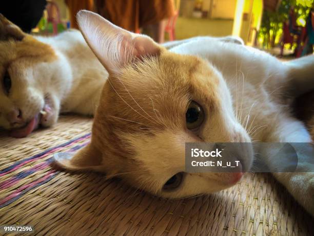 Mensteril Anjing Dan Kucing Di Hari Rabies Sedunia Bedah Sterilisasi ... Mensteril Anjing Dan Kucing Di Hari Rabies Sedunia Bedah Sterilisasi ...
