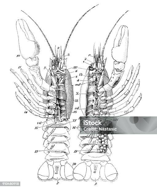 Astacus Astacus 유럽 가재 고귀한 대 또는 광범위 한 손가락 대 바닷가재에 대한 스톡 벡터 아트 및 기타 이미지