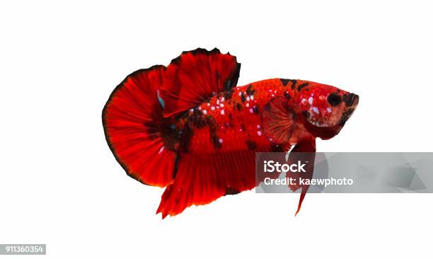 Betta 또는 싸움 생선은 아름 답게 그림을 베이킹에 사용 하는 근접 보기에 착 색 가축에 대한 스톡 사진 및 기타 이미지