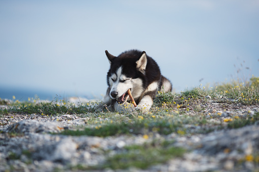 Hitam Dan Putih Lucu Siberia Husky Berbaring Di Gunung Makan Suguhan