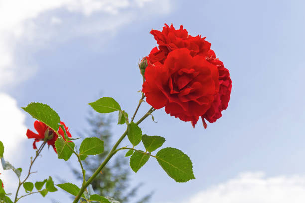 Rosas Rojas Pictures | Download Free Images on Unsplash