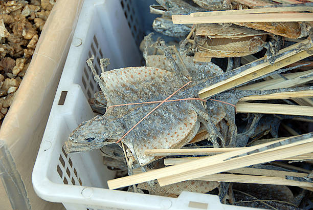 Free Stock Photo of Edible butterfly lizards in a bag | Download Free ...
