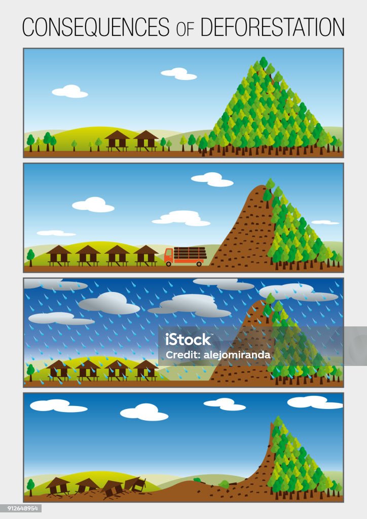 Il Grafico Mostra In 4 Fasi Le Conseguenze Della Deforestazione Delle