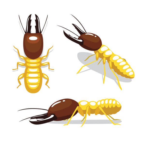 2 700 Termites Stock Illustrations Graphiques Vectoriels Libre De