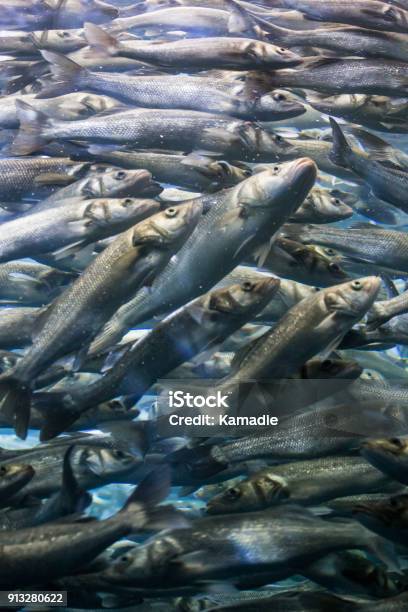 Segerombolan Ikan Haring Banyak Ikan Berenang Bersama Foto Stok Unduh