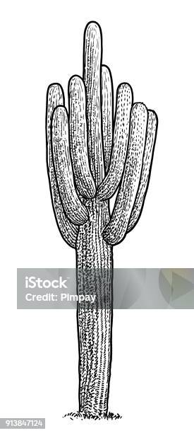 Saguaro 선인장 그림 드로잉 판화 잉크 라인 아트 벡터 판화 제작물에 대한 스톡 벡터 아트 및 기타 이미지 판화 제작물