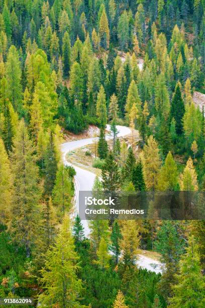 Dolomites 알프스에서 녹색 소나무 숲의 항공 보기 0명에 대한 스톡 사진 및 기타 이미지 0명 가을 경관 Istock