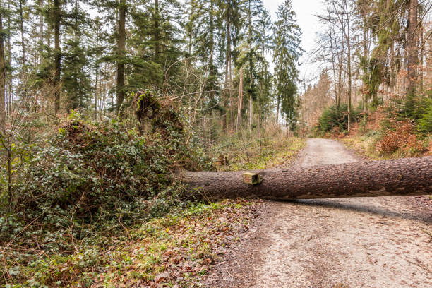 Free Stock Photo of Fallen Tree Blocking Path in Forest | Download Free ...