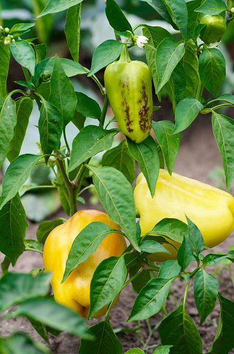 Paprika Hijau Dan Kuning Tumbuh Di Kebun Foto Stok Unduh Gambar Sekarang Air Alam Area