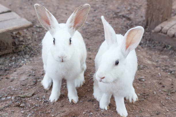Free picture: Easter albino bunny rabbits in white studio photography