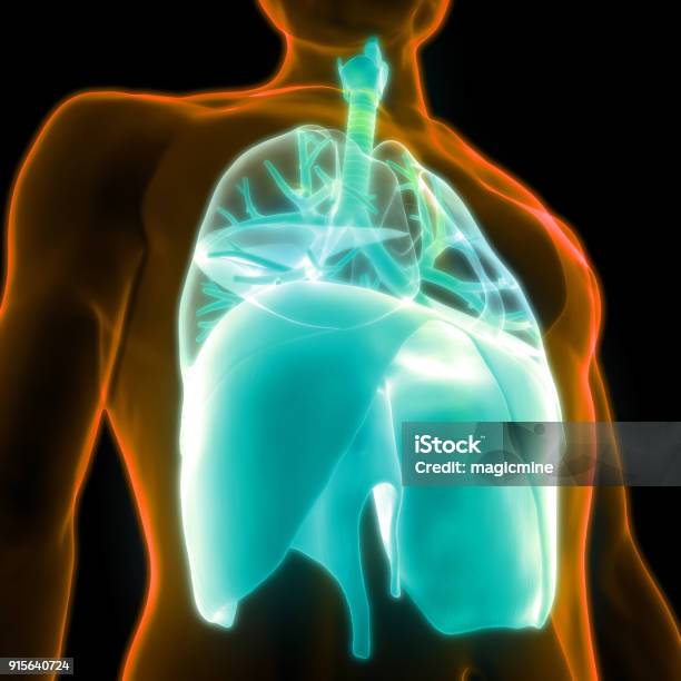 Photo libre de droit de Anatomie De Lappareil Respiratoire banque d ... Photo libre de droit de Anatomie De Lappareil Respiratoire banque d ...