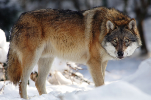 Wolf Angry Pictures | Download Free Images on Unsplash Wolf Angry Pictures | Download Free Images on Unsplash
