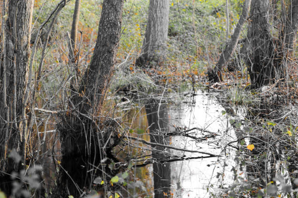 Bayou Louisiana Marsh - Free photo on Pixabay - Pixabay