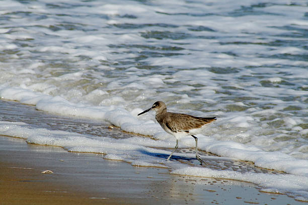 100+ Sandpiper birds free images