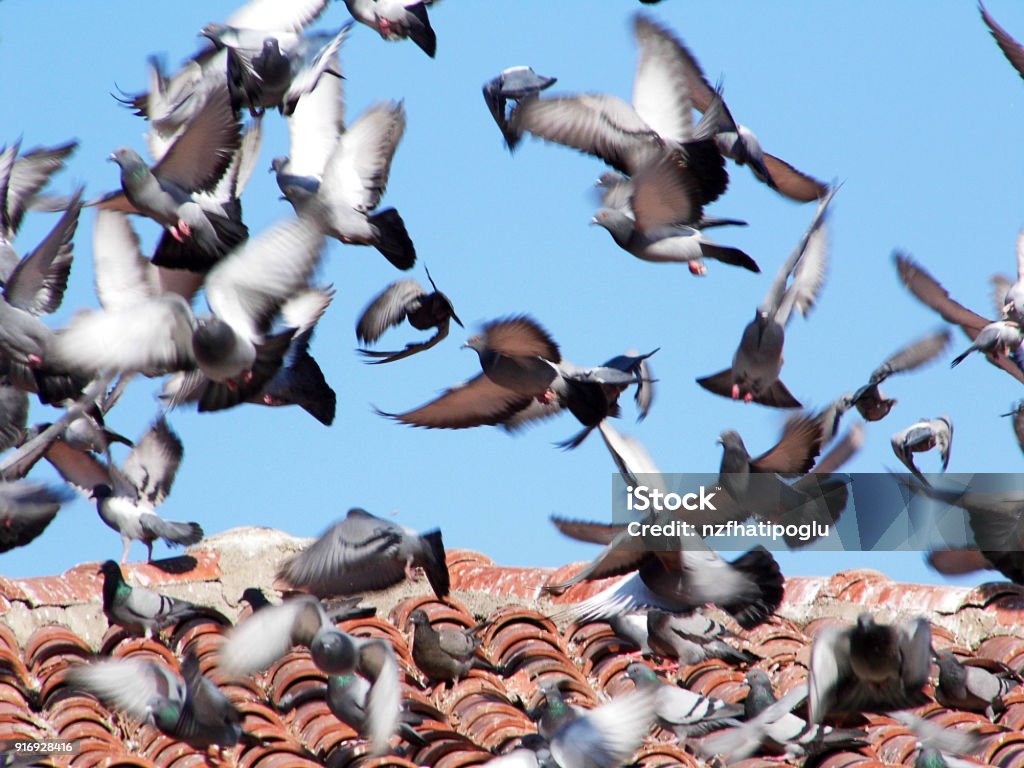 Ratusan Merpati Terbang Merpati Mengepakkan Sayap Mereka Foto Stok