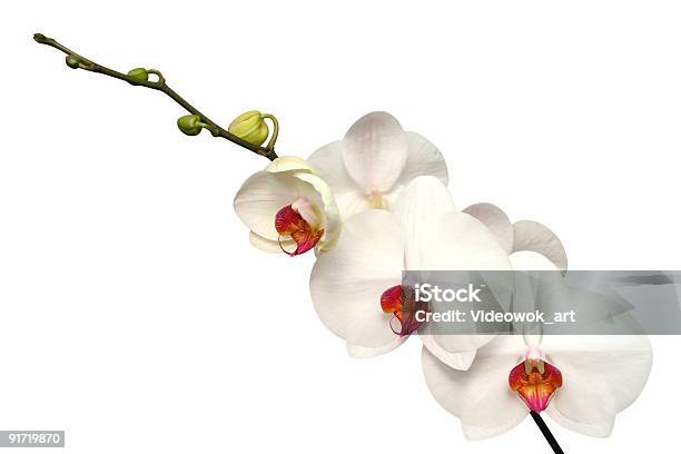 연자주색 흰색 바탕에 흰색 배경 0명에 대한 스톡 사진 및 기타 이미지 0명 꽃 나무 꽃 한송이 Istock