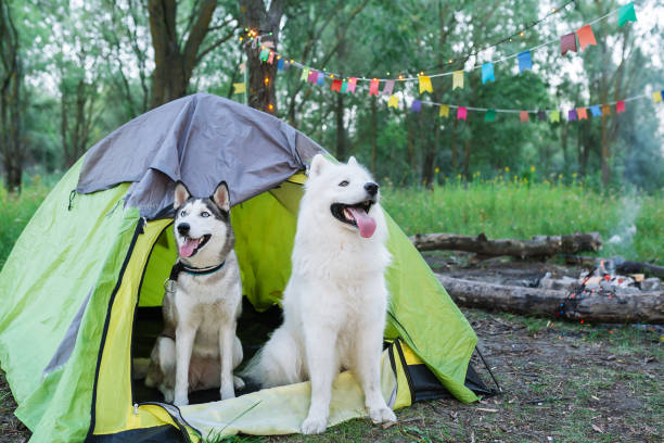 Dog Camping Pictures | Download Free Images on Unsplash