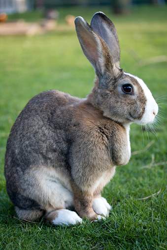Kelinci Raksasa Flemish Foto Stok - Unduh Gambar Sekarang - Dewlap ... Kelinci Raksasa Flemish Foto Stok - Unduh Gambar Sekarang - Dewlap ...
