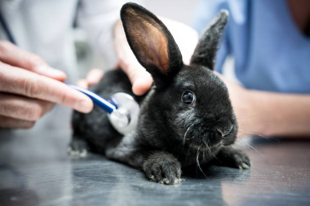 Black Rabbit Pictures | Download Free Images on Unsplash