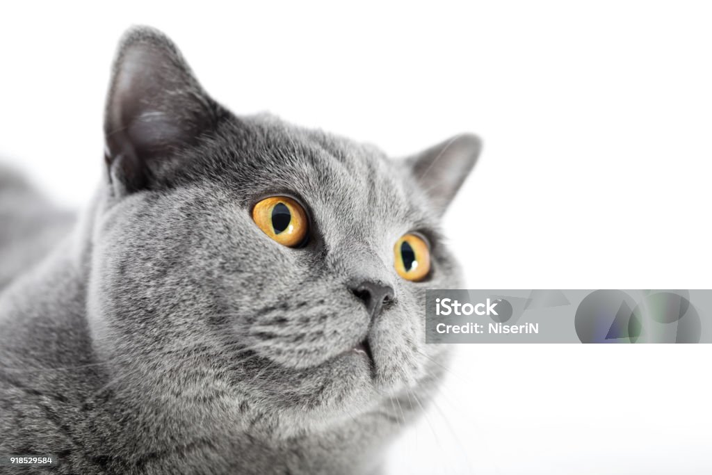 Brits Korthaar Kat Geïsoleerd Op Wit Portret Van Het Gezicht Stockfoto ... Brits Korthaar Kat Geïsoleerd Op Wit Portret Van Het Gezicht Stockfoto ...
