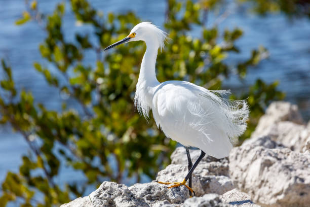 10+ Snowy egret free images