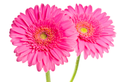 핑크 Gerbera 흰색 바탕에 그림자와 0명에 대한 스톡 사진 및 기타 이미지 0명 거베라데이지 꽃 한송이 Istock