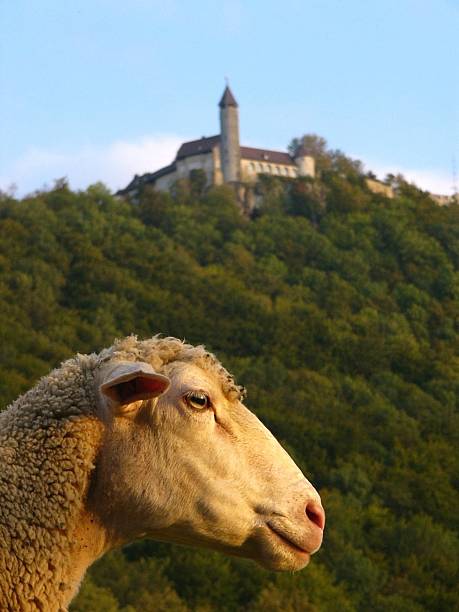 Sheep Castle Bad - Free photo on Pixabay