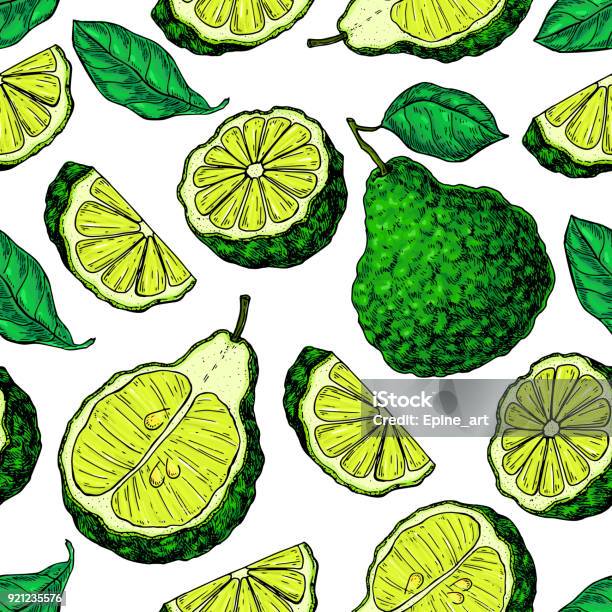 Bergamot 벡터 원활한 패턴 그리기입니다 베르가못에 대한 스톡 벡터 아트 및 기타 이미지 베르가못 0명 감귤류 과일