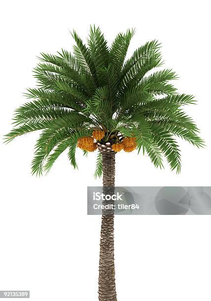 A Large Palm Tree Isolated On White 照片檔及更多 椰棗樹 照片 椰棗樹 白色的背景 棕櫚樹