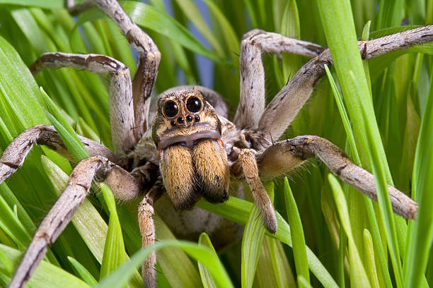 7,400+ Wolf Spider Stock Photos, Pictures & Royalty-Free Images - iStock 7,400+ Wolf Spider Stock Photos, Pictures & Royalty-Free Images - iStock