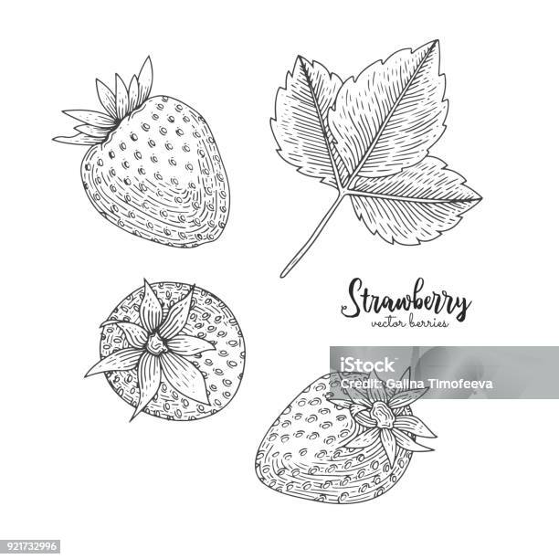 Straweberry 흰색 배경에 고립의 손으로 그린 그림 딸기 새겨진된 스타일 그림입니다 자세한 채식 음식입니다 메뉴 고객
